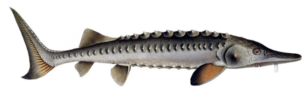 Jesiotr – Haczyk – portal wędkarski, ryby, sklepy wędkarskie