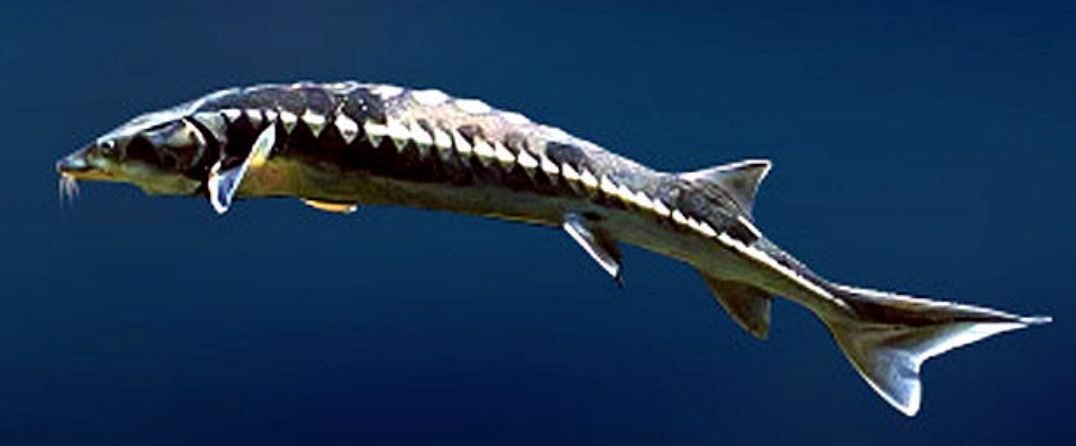 Jesiotr – Haczyk – portal wędkarski, ryby, sklepy wędkarskie