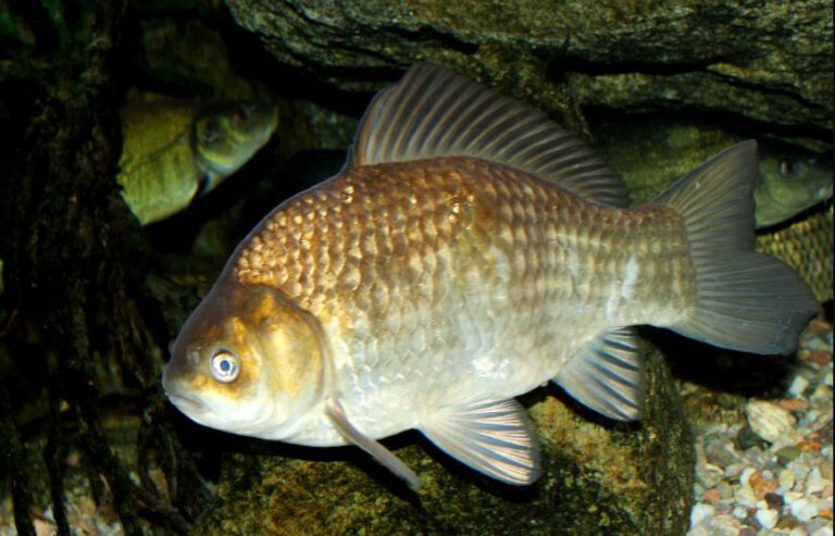 Karaś pospolity – Haczyk – portal wędkarski, ryby, sklepy wędkarskie