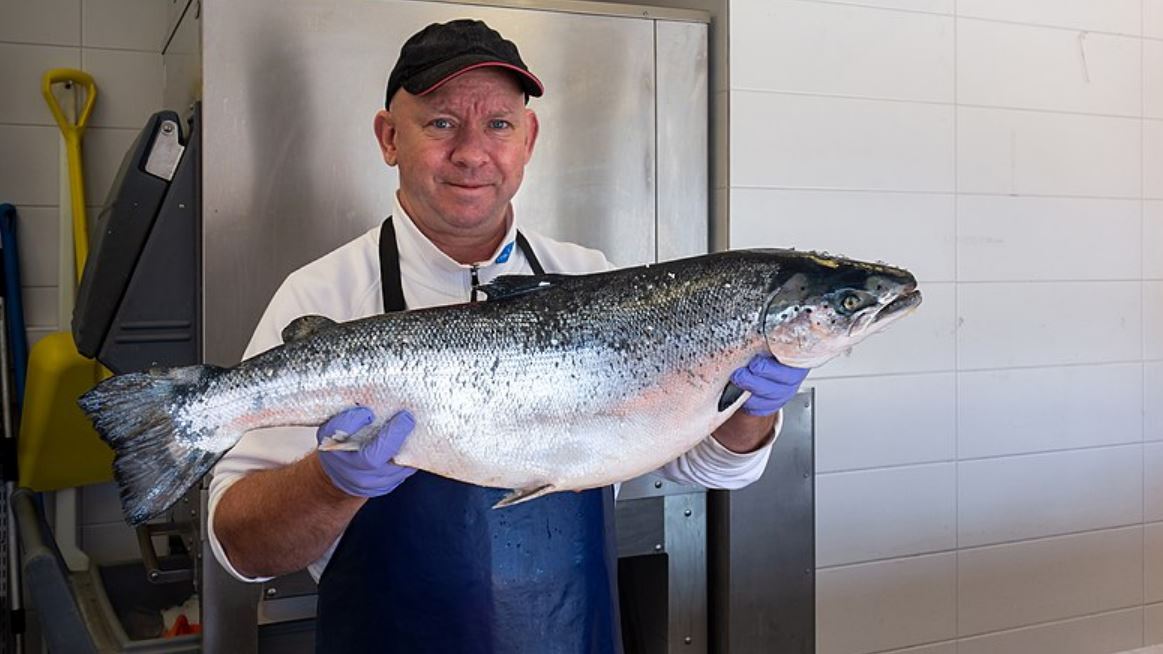 Łosoś – Haczyk – portal wędkarski, ryby, sklepy wędkarskie