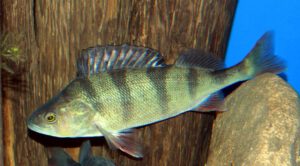 Okoń – Haczyk – portal wędkarski, ryby, sklepy wędkarskie