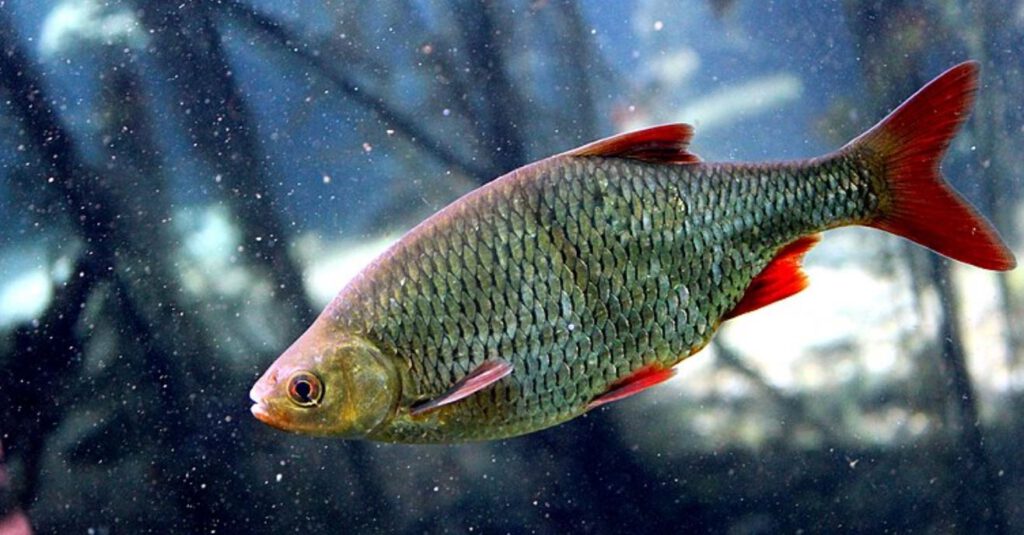 Wzdręga – Haczyk – portal wędkarski, ryby, sklepy wędkarskie